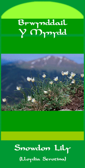 Ian Sturrock & Sons - Summer Sale, rare fruit trees from £16.99!