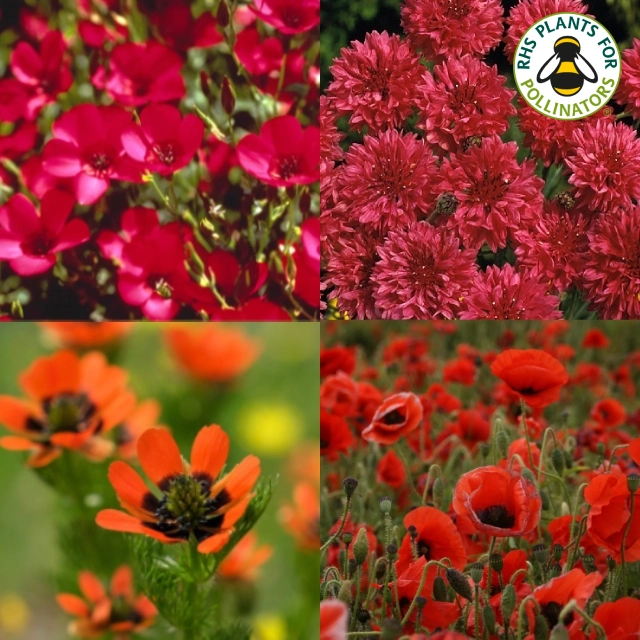 Y Ddraig Goch (100% Wildflower Mix) - Ian Sturrock and Sons